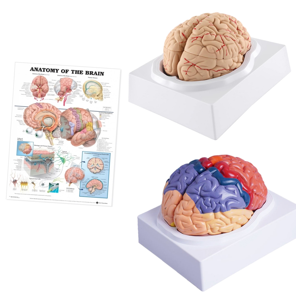 Brain Anatomy Bundle - Myaskro